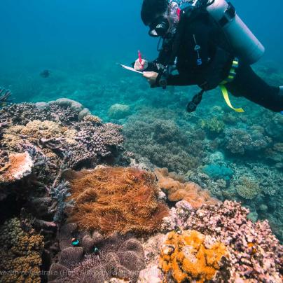 Reef Blueprint | Reef Authority